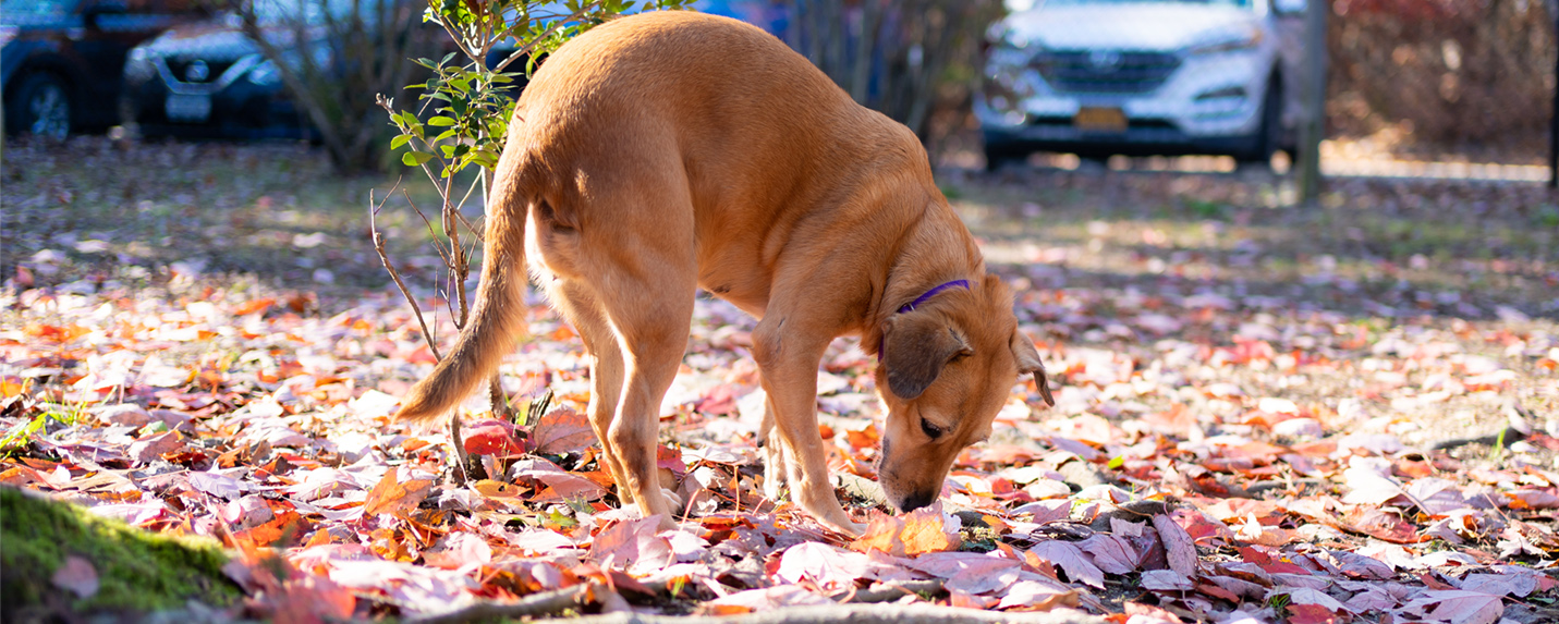 Scent & Tracking | Animal Rescue Fund of the Hamptons