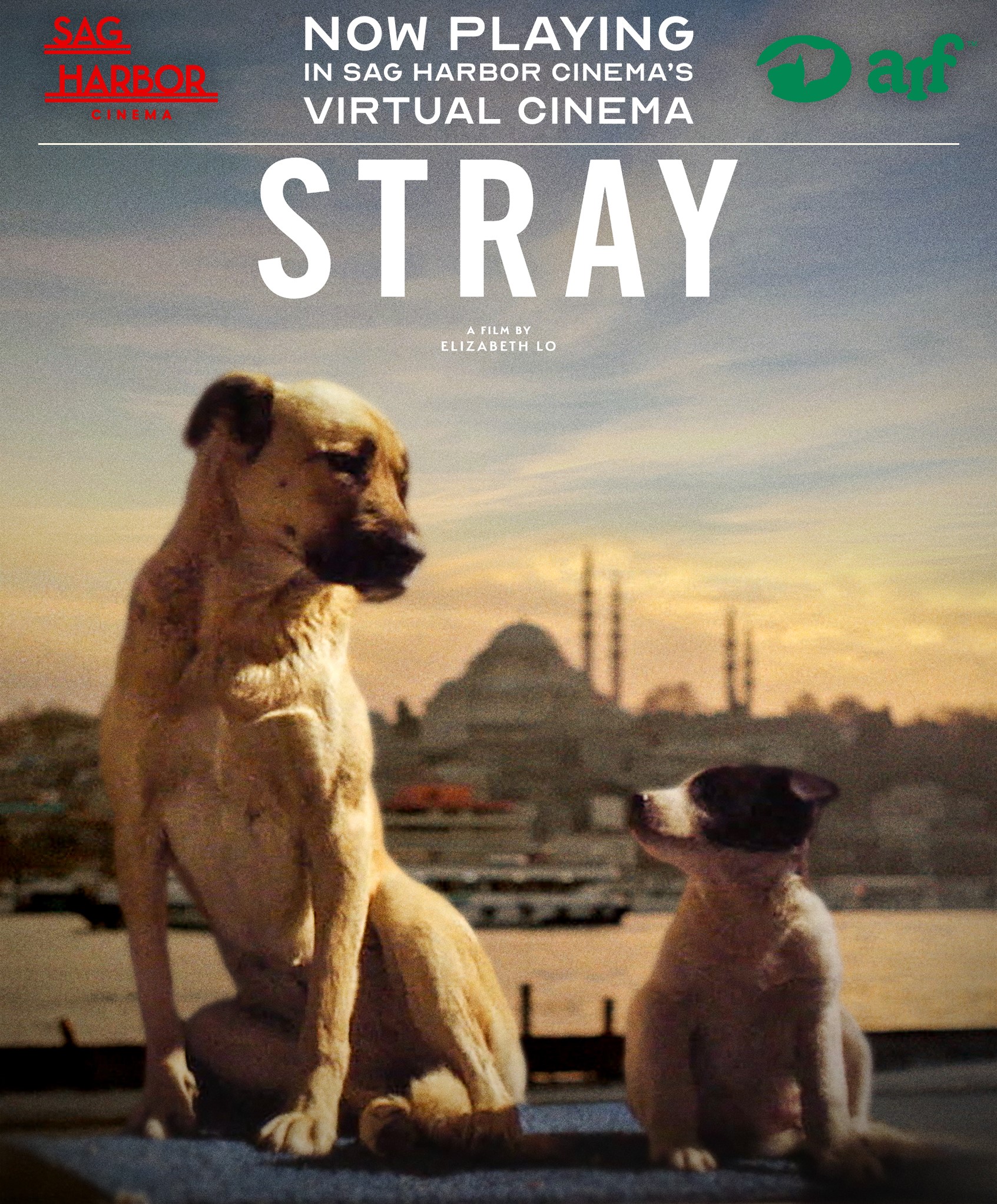 Stray – A Film by Elizabeth Lo | Animal Rescue Fund of the Hamptons